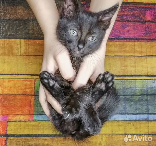Котёнок Чёрная Пантера мальчик 3,5 мес