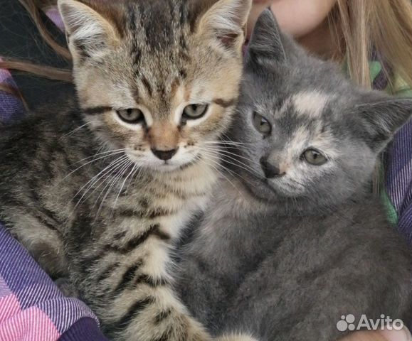 Кошка в дар