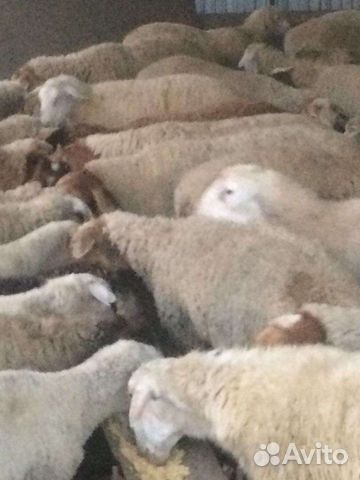 Овцы