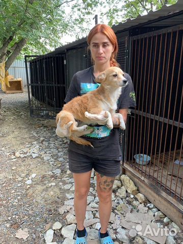 Ищет лучший дом мелкая собачка Веснушка