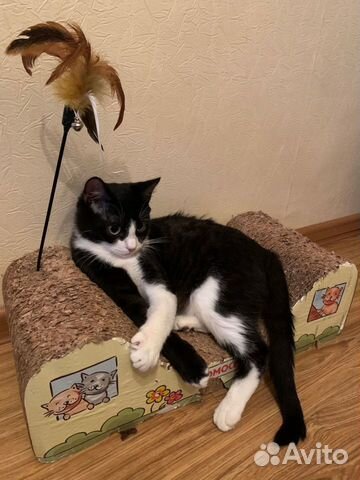 Котенок Веня готов стать вашим лучшим другом