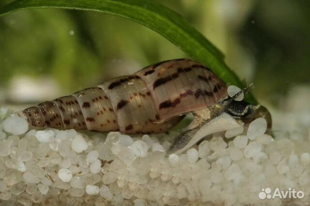 Улитка Мелания