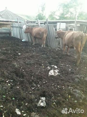 Коровы дойные молочные
