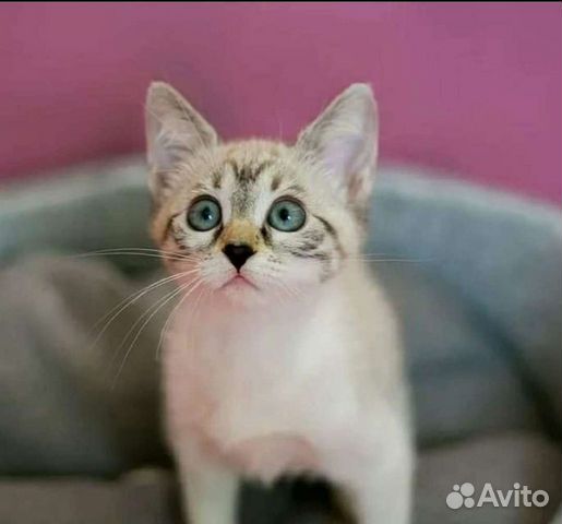 Кошки и котята в добрые руки