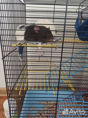 Крыса ручная