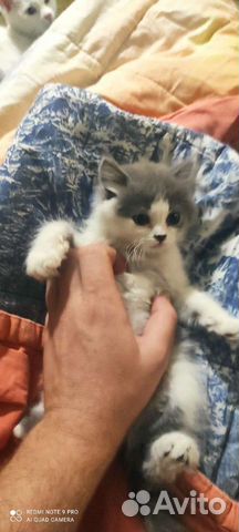 Котенок