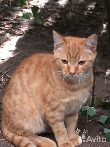Отдам кота в добрые руки