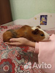 Морская свинка (девочка, 3 месяца)