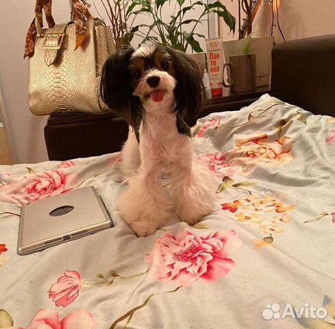 Бивер йорк мини