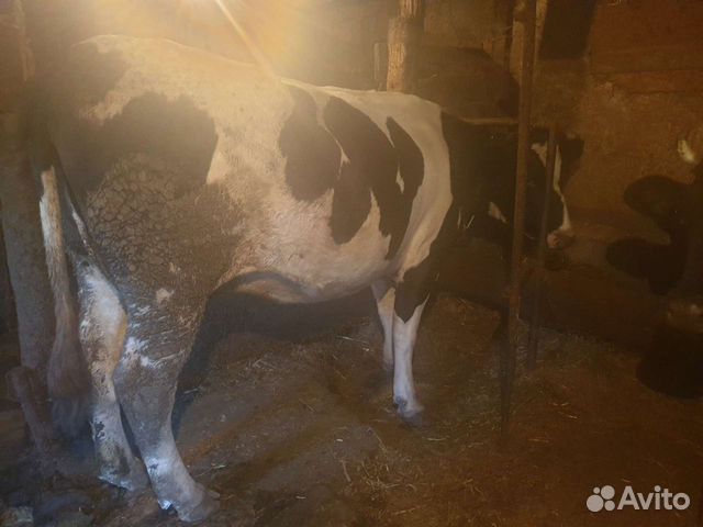 Корова стельная