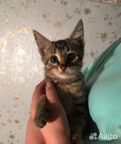 Очаровательная Молли ищет дом