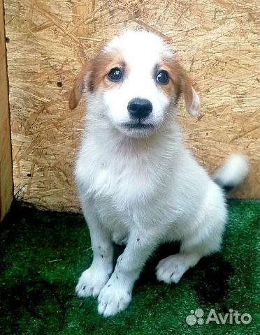 Щеночки 3 месяца в дар