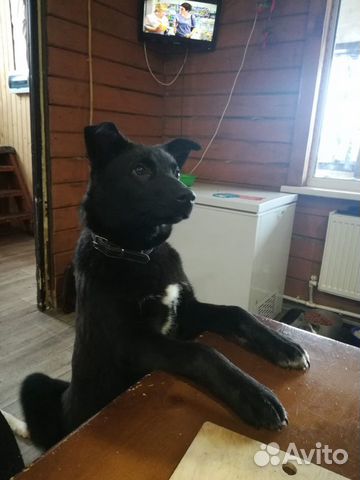 Собака в добрые руки