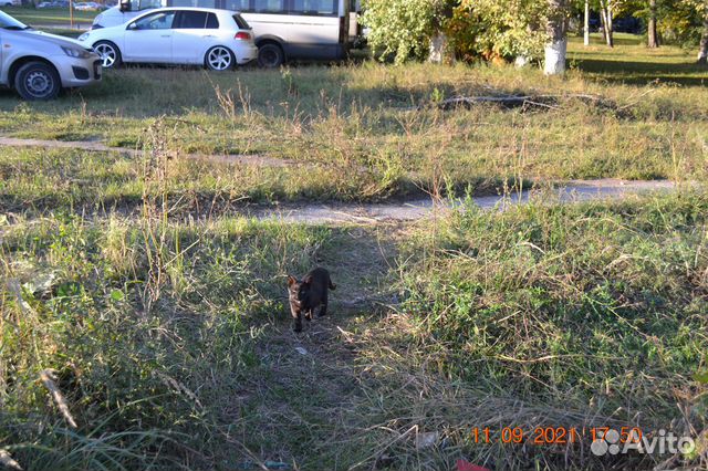 А что делать обычному котенку-подростку