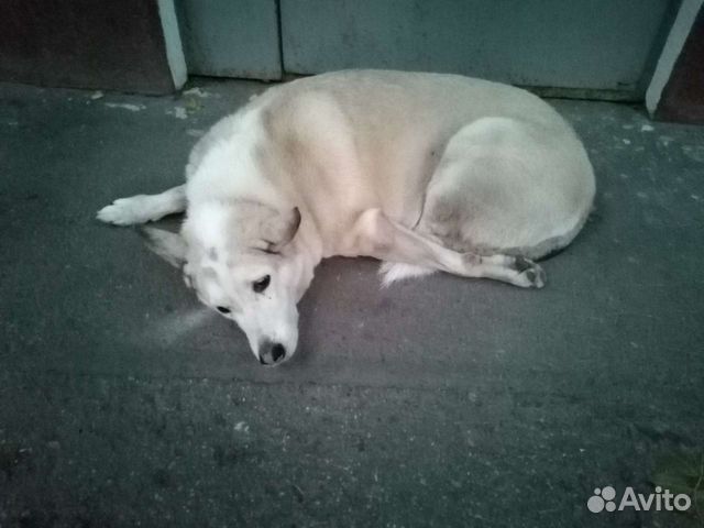 Найдена собака около ул. Дальняя 7, у собаки слома
