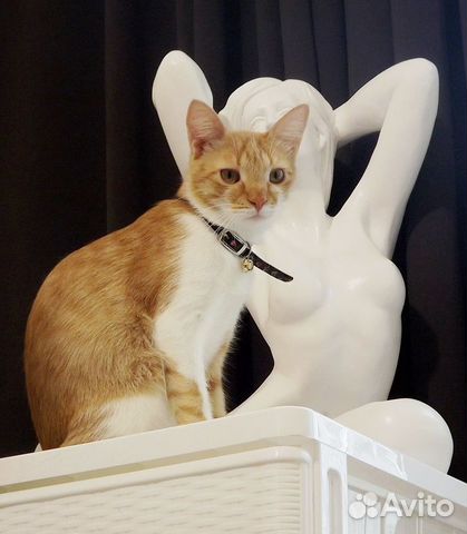 Кот - мушкетер