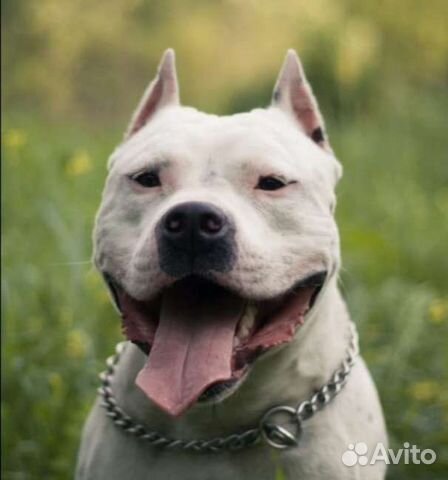 Купировка ушей