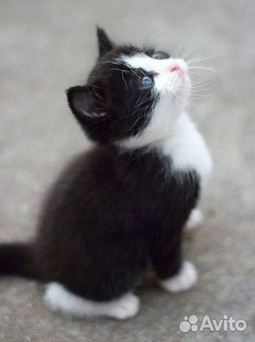 Котенок мальчик