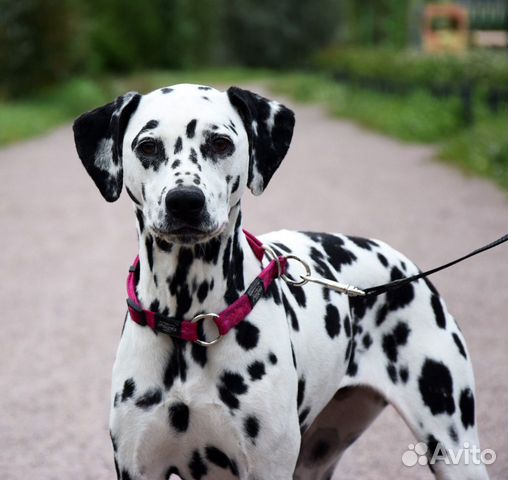 Ищет новый дом далматинка