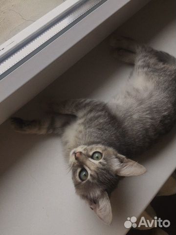 Котята в теплые руки