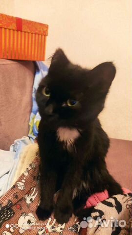 Найден котенок