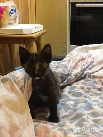 Котенок-ребенок, девочка, 2,5 мес