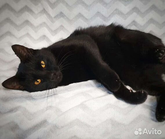 Шикарный котик ищет дом