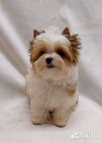 Голддаст йоркширский терьер мини мальчик