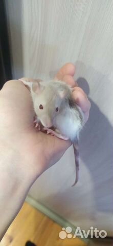 Декоративная крыса