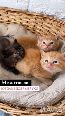 Котята в добрые руки