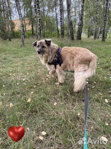 Заберите Кузю из приюта