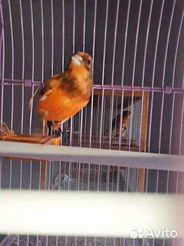 Кенар. Красный арлекин