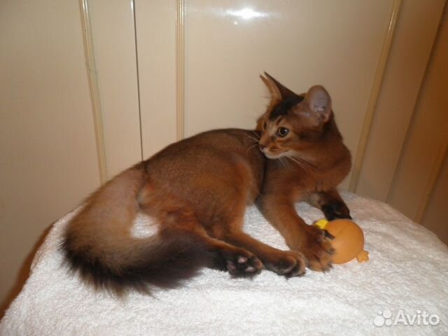 Сомалийский мальчик,5 мес