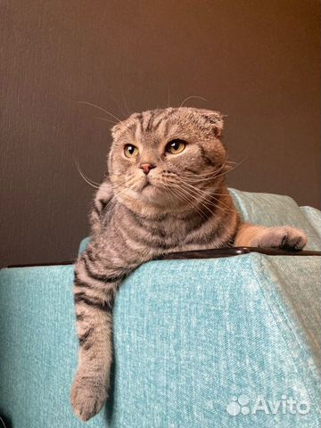 Гектор, 3 года, кот