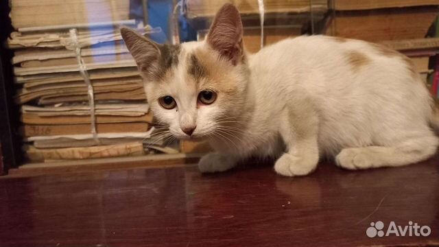 Кошка- котенок три месяца