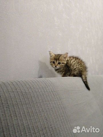 Кошки шотландцы