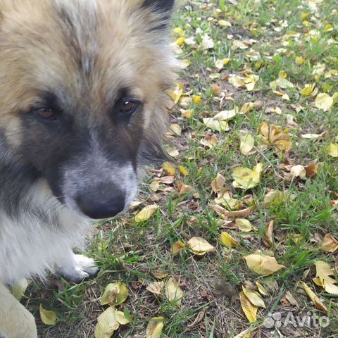 Замечательный песик