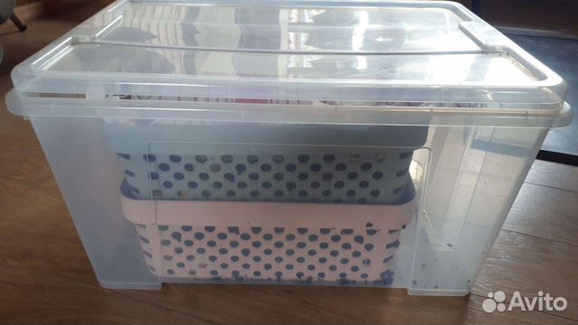 Червь старатель