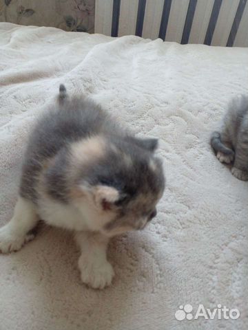 Котенок разноцветный