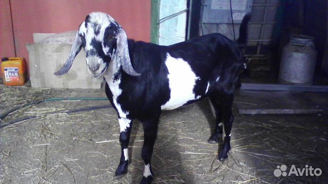 Нубийский козел