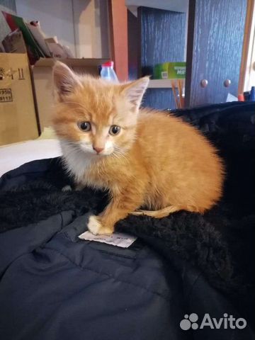Котёнок (мальчик, 1.5 месяца) в дар