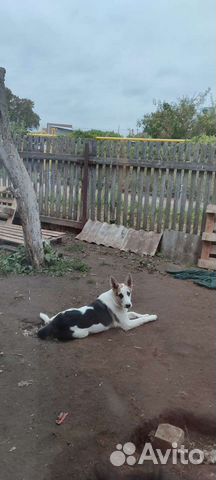 Ева ищет дом