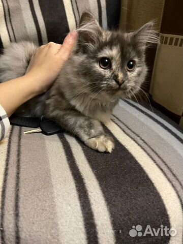 Сибирская кошка