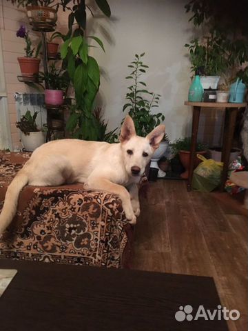 Собака в добрые руки щенок