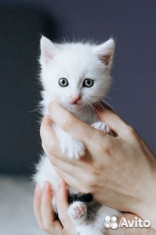 Котенок Нежный Зефир