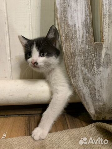 Котятки, 1 месяц оригинального окраса