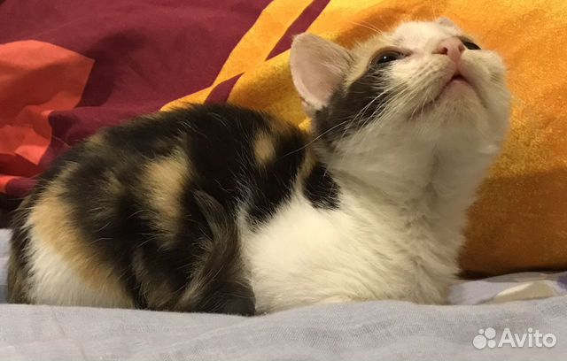 Котёнок (девочка Поля) в добрые руки