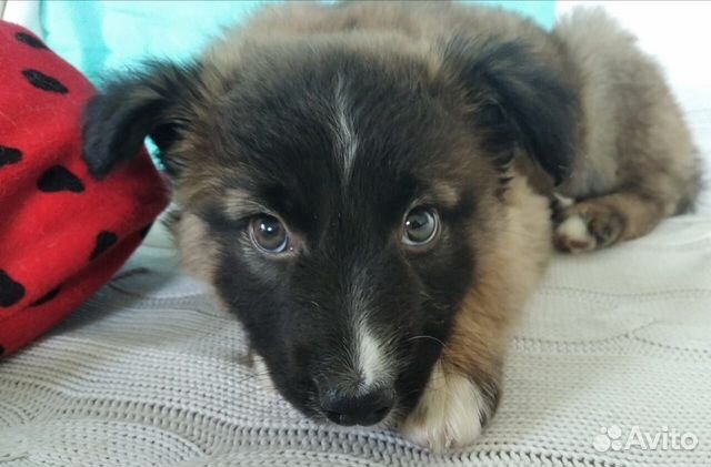 Сандра ищет дом