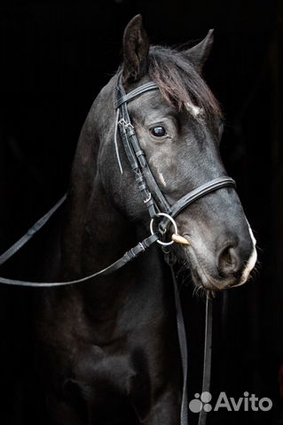 Вороной мерин 100 тысяч