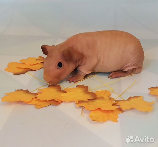 Морская свинка скинни